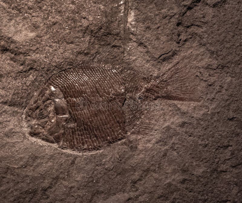 The Fossil of Ancient Fish in a Rock Stock Photo - Image of pleistocene ...