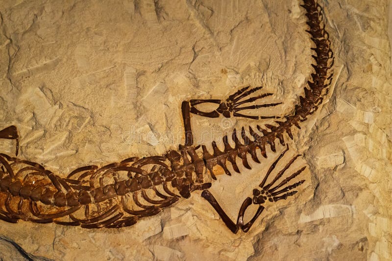 Fossil of Ancient Reptile in Rock Stock Photo - Image of fossilized ...