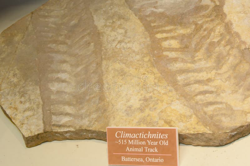 Fossil Animal Tracks stock image. Image of fossil, prehistoric - 91625965