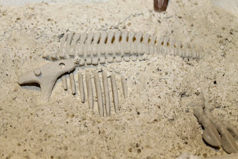 Fossil stock image. Image of hand, location, instructor - 92615057