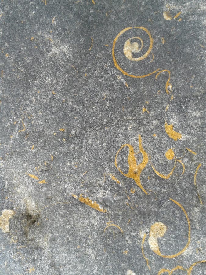 Fossil background stock photo. Image of pattern, coast - 55594720