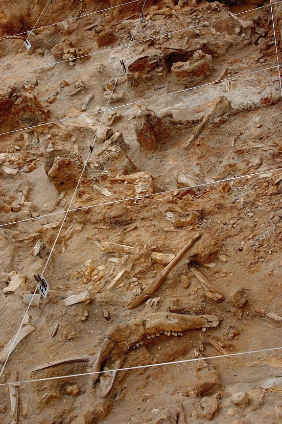 Fossil bone dig stock image. Image of dead, excavation - 11843253