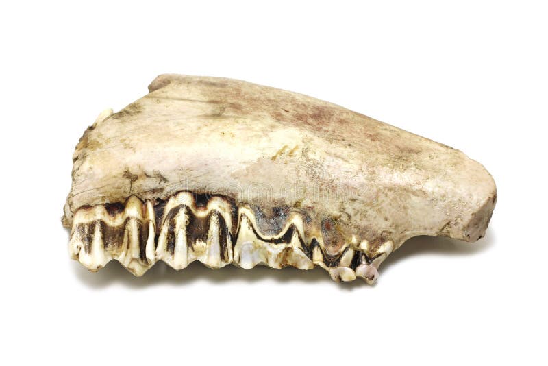 Fossil bones of wild boar stock image. Image of animal - 63120077