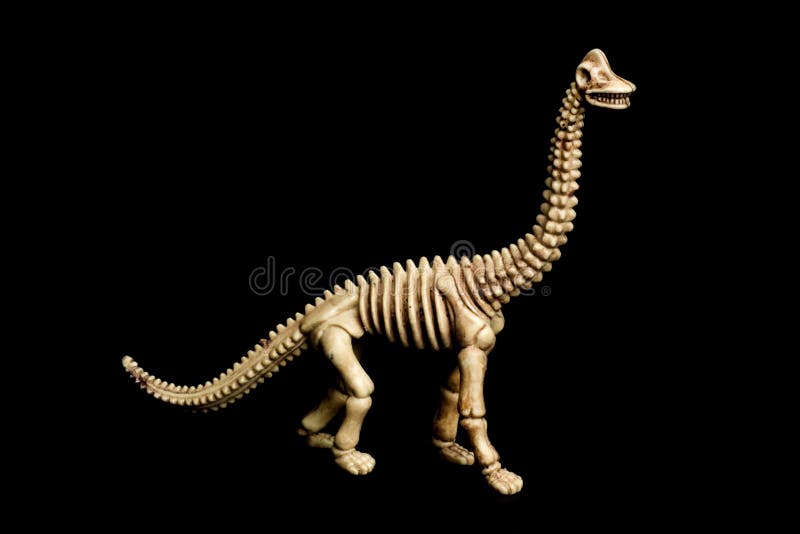 Fossil of Brontosaurus Black Background Stock Image - Image of fossil ...