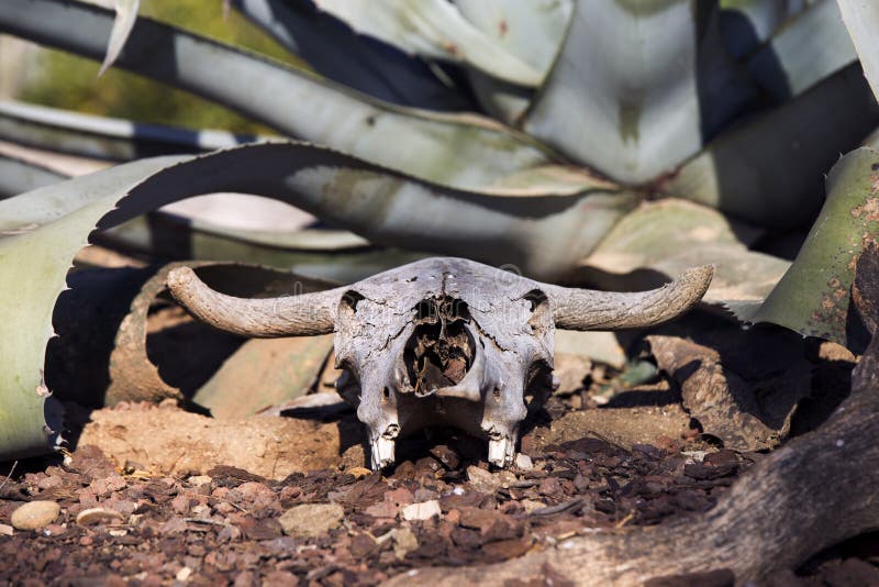 111 Cow Fossil Stock Photos - Free & Royalty-Free Stock Photos from ...