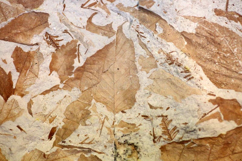 Fossil of Chinese Chestnut Leaf Stock Photo - Image of chinese, nature ...
