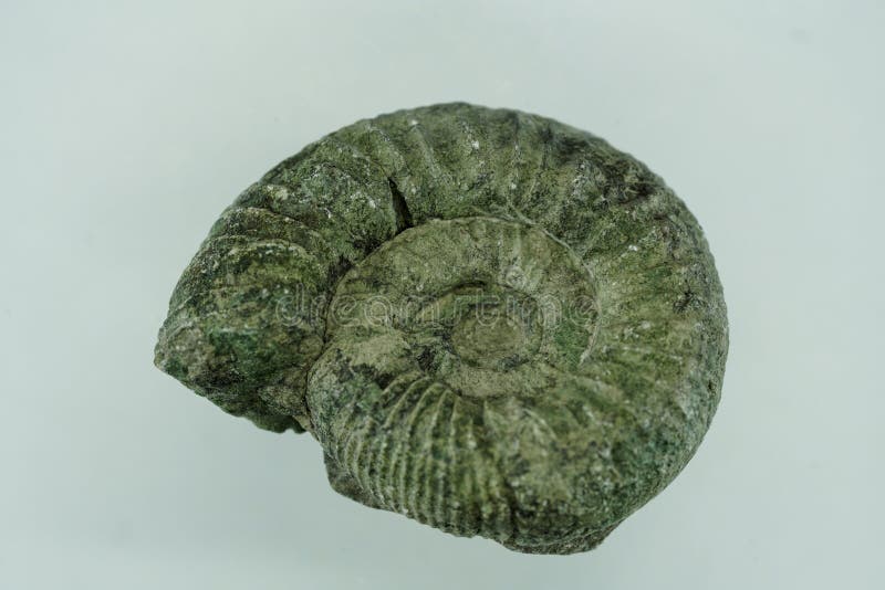Fossil of a Shell on a Light Green Stock Photo - Image of biology ...