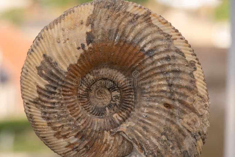 Fossil stock photo. Image of invertebrate, fossilization - 190372606