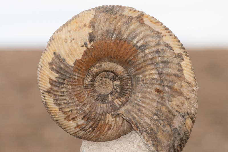Fossil stock image. Image of natural, color, fossil - 190372629