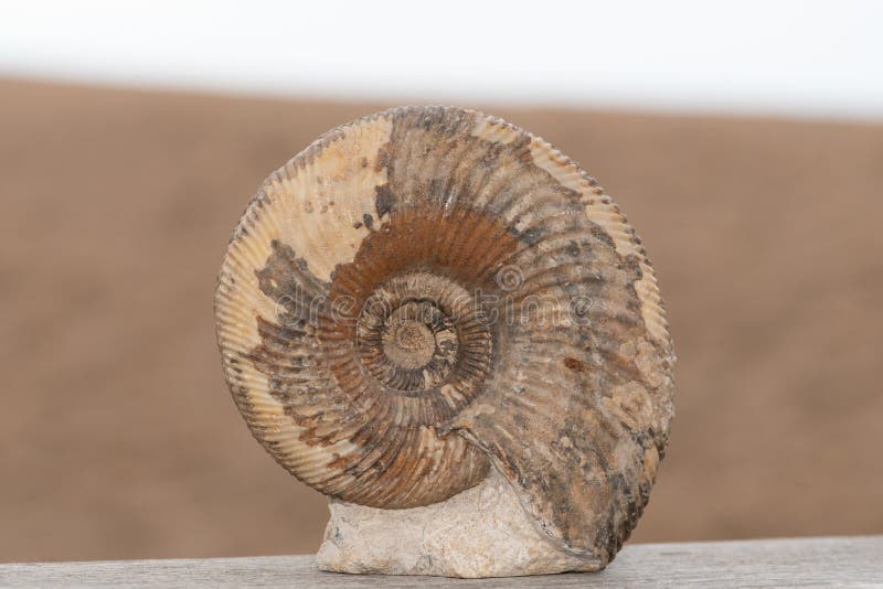 Fossil stock photo. Image of coast, color, fossilization - 197911194