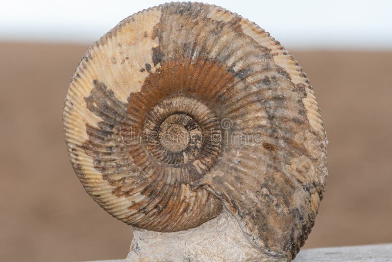 Fossil stock photo. Image of fossilization, fossilized - 197911206