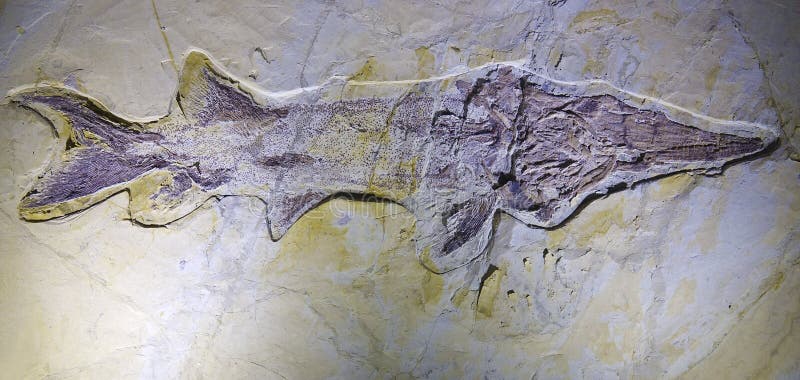 Fossil stock photo. Image of archaic, animal, organism - 92098052