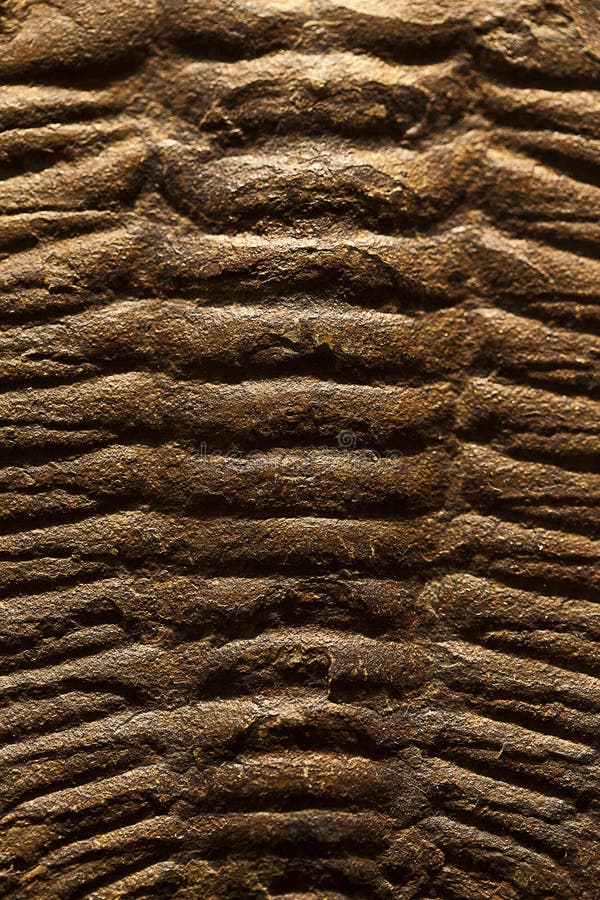 Fossil editorial image. Image of soil, wood, shot, design - 244089835