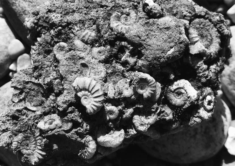 Fossil collection stock photo. Image of fossil, shot - 101446954