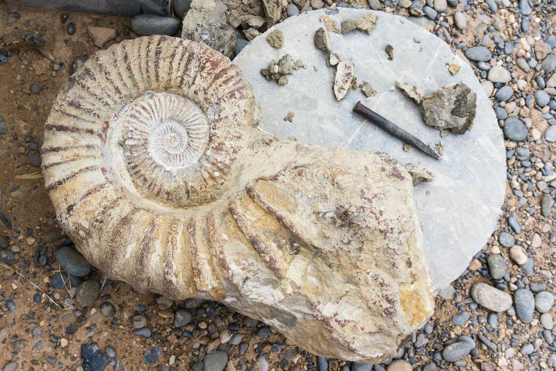 Fossil stock photo. Image of fountain, fossils, black - 64736426