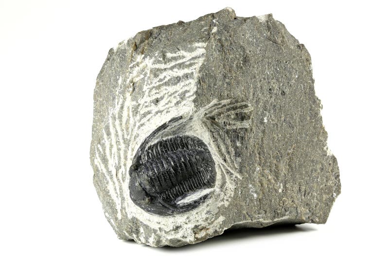 Trilobite stock photo. Image of devonian, cornuproetus - 102108474