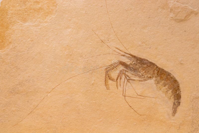 A Crustacean Fossil in Stone Stock Photo - Image of closeup, extinct ...