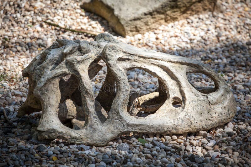 Fossil of dinosaur stock photo. Image of fossil, gigantic - 42240066
