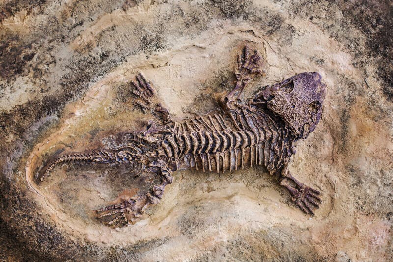 Fossil Dinosaur Lizard. Fossil of Prehistoric Lizard Skeleton on the ...