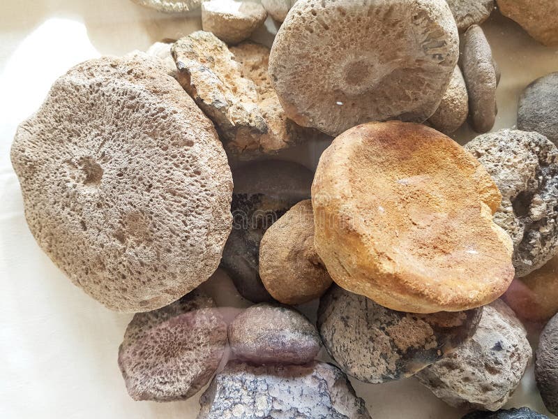 Fossil Embedded in Stone Rock Stock Photo - Image of geology, skeleton ...