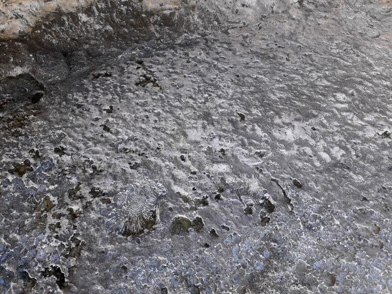 Tiny Fossil Embedded in Wet Rock Surface with Rough Textured Background ...