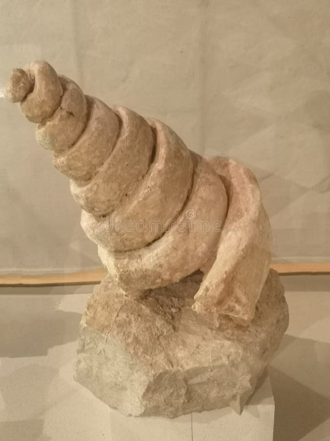 Fossil exposure of a shell editorial photo. Image of fossil - 140307216