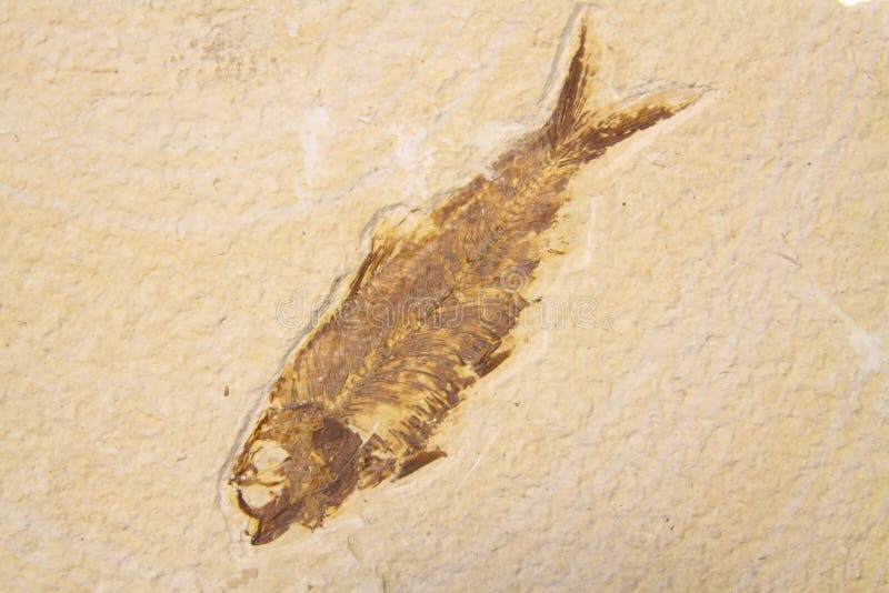 Fossil fish stock image. Image of stone, fish, ancient - 6680229