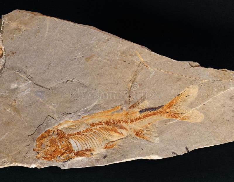 Coelacanth Fish Fossil editorial stock image. Image of evolution ...