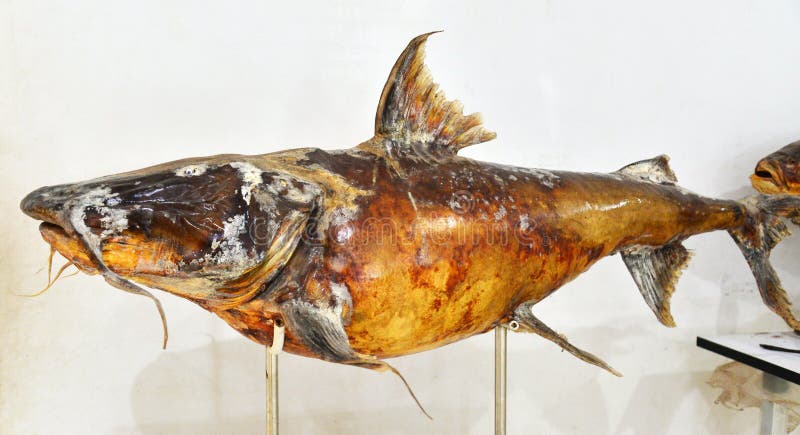 Fossil fish editorial image. Image of marine, ancient - 57004475