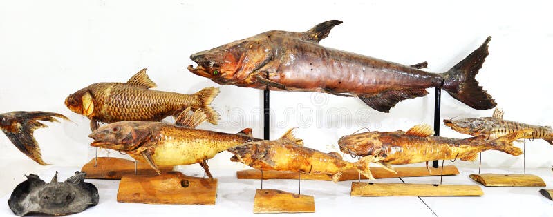 Fossil fish stock image. Image of marine, ancient, fish - 57004475