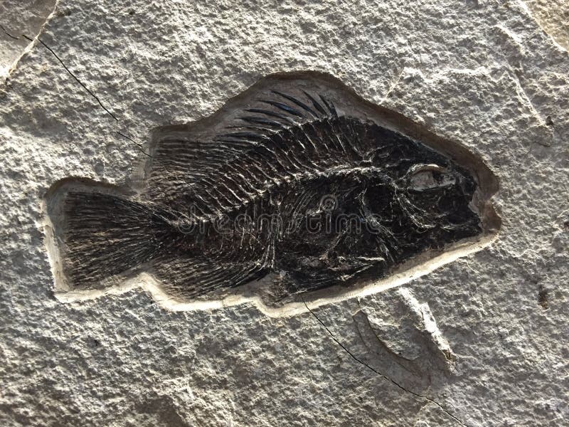 Fossil of fish stock photo. Image of prehistoric, animal - 57981358