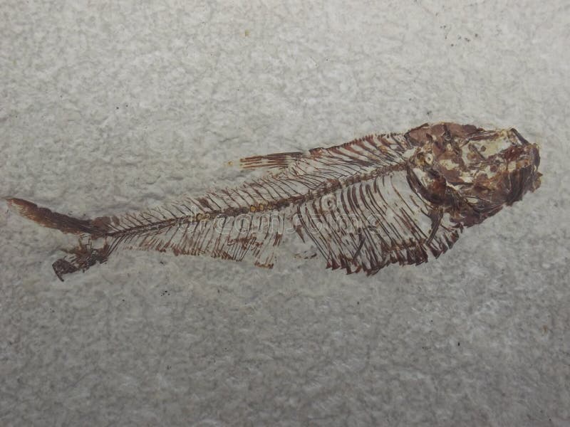 Fossil fish stock photo. Image of rock, historic, slab - 97513392