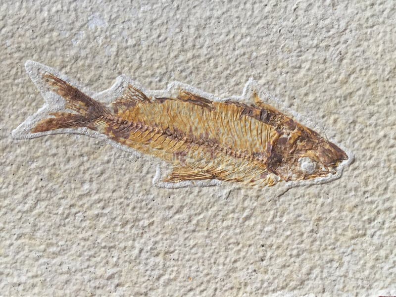 Fossil stock image. Image of stone, prehistoric, fish - 78386157