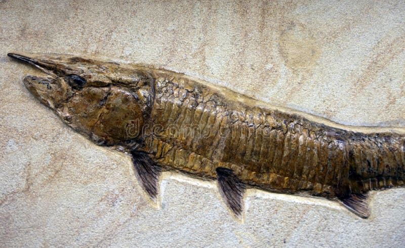 Big Fish Fossil Stuck in the Rock for Millions of Years Stock Image ...
