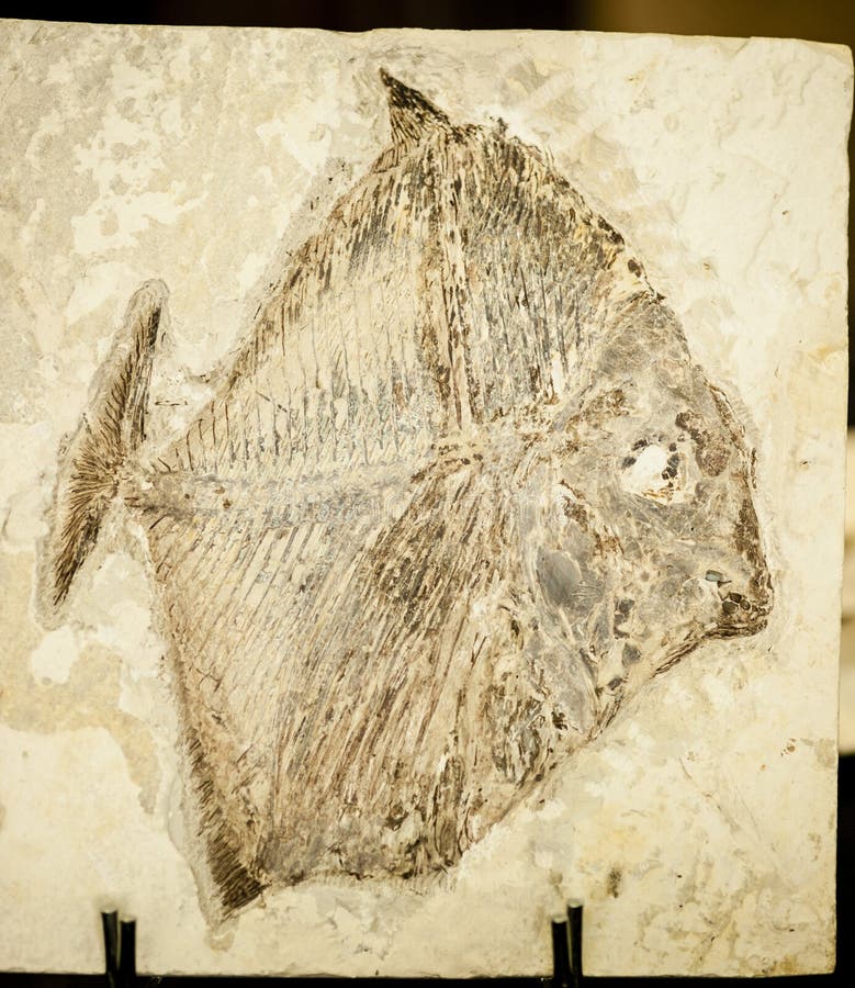 Fossil of fish stock photo. Image of extinct, geology - 63557294