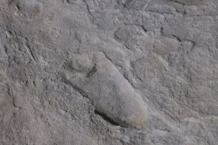 Fossil Footprints by Australopithecus Afarensis Stock Image - Image of ...
