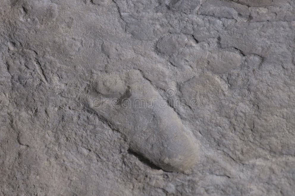 Fossil Footprints by Australopithecus Afarensis Stock Image - Image of ...