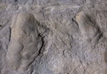 Australopithecus Afarensis Stock Photos - Free & Royalty-Free Stock ...