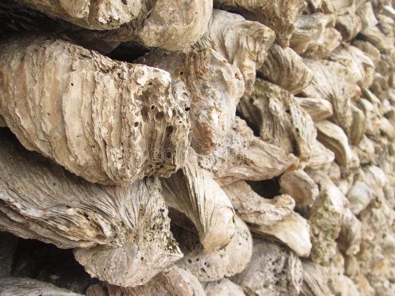 Giant oyster fossil stock image. Image of shellfish, brown - 14778941