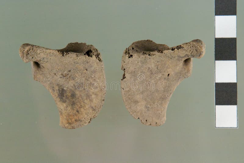 Fossil Human Bones and a Measuring Scale Stock Photo - Image of scale ...