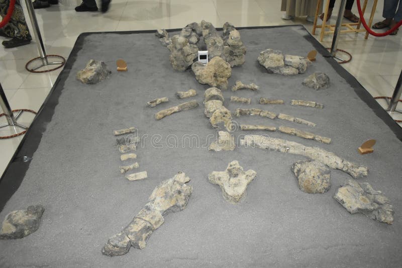 Ancient Elephant Stegodon Stock Photos - Free & Royalty-Free Stock ...