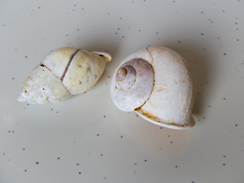 Fossil of Land snail shell stock photo. Image of snail - 75030782