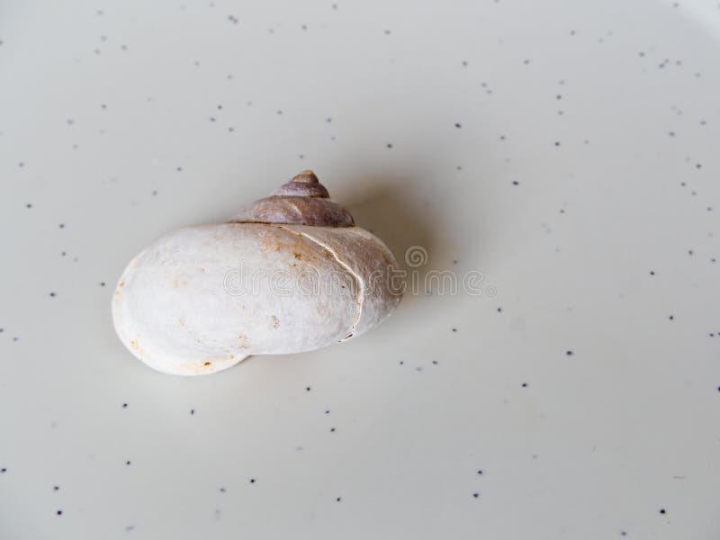 Fossil of Land snail shell stock photo. Image of gastropod - 84021240