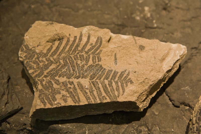 Maple Leaf Fossil stock photo. Image of archeology, geology - 18142626