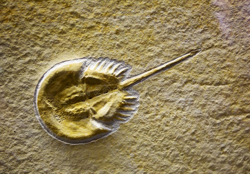 Fossil stock image. Image of stone, history, fossil, animal - 32601407