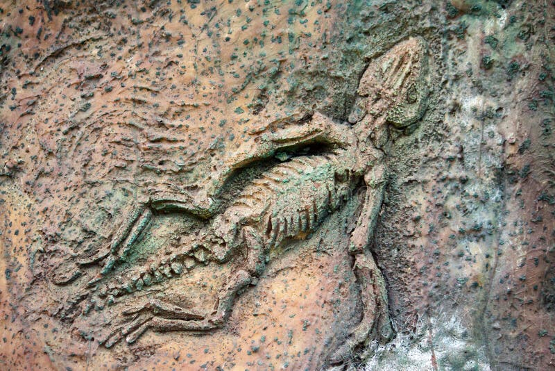 Fossil stock image. Image of archeology, detail, geology - 49357491