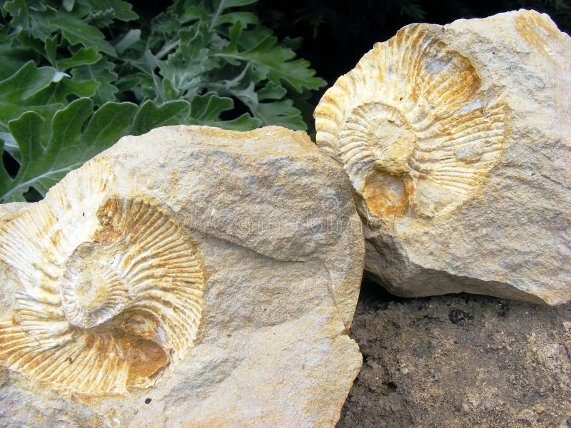 Fossil mollusks stock image. Image of shell, prehistoric - 9443075