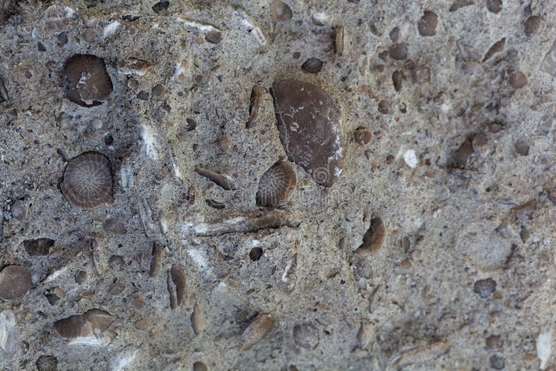 Fossil Nummulite, a Large Single-celled Organism Stock Photo - Image of ...