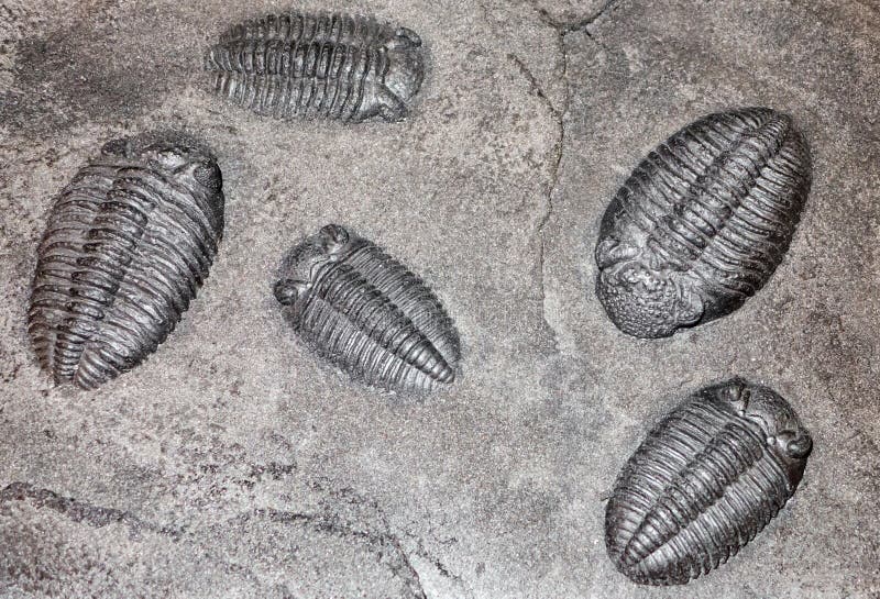 Fossil - old trilobite stock image. Image of trilobites - 83326575