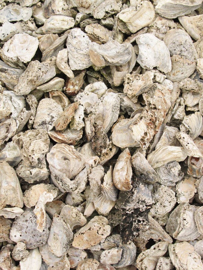 1,798 Oyster Shells Texture Photos - Free & Royalty-Free Stock Photos ...